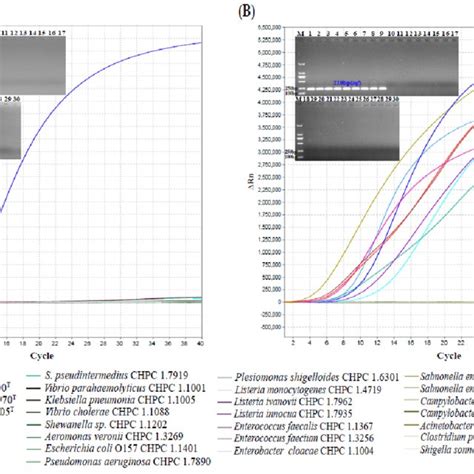 The Amplification Curves And The Results Of Agarose Gel Electrophoresis