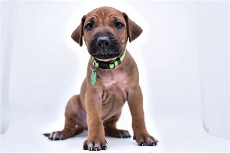 Ridgeback Mix Puppies
