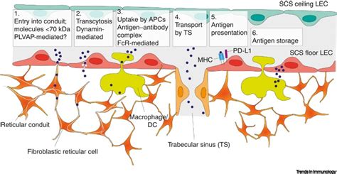 Lymph Node Lymphatic Endothelial Cells As Multifaceted Gatekeepers In The Immune System Trends