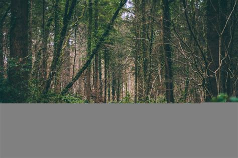 배경 화면 햇빛 숲 이파리 들 분기 녹색 마법 정경 가문비 프랑스 엘프 요정 밀림 통로 대나무 매혹적인 50mm 잎 초록 드 얼버리