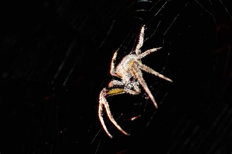 Tropical Orb Weaver