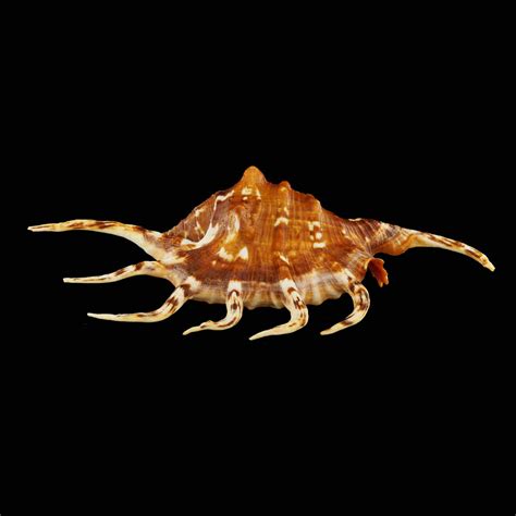 Lambis Crocata Madagascar