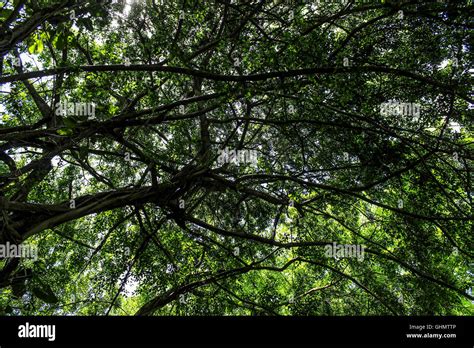 Intertwined Trees Under Canopy Stock Photo Alamy