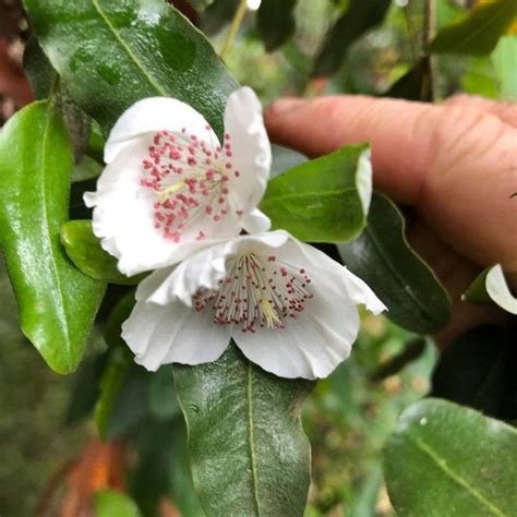 Eucryphia Lucida