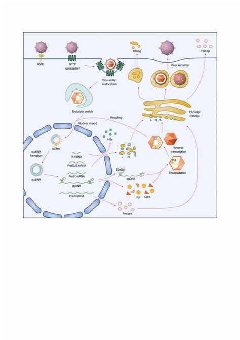 Hepatitis B Virus Life Cycle Hepatitis C Virus Hcv Life Cycle Like