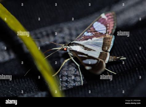 Moth Or Moth It Is An Insect In The Rank Moths In Thailand Has