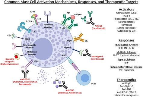 Mast Cells