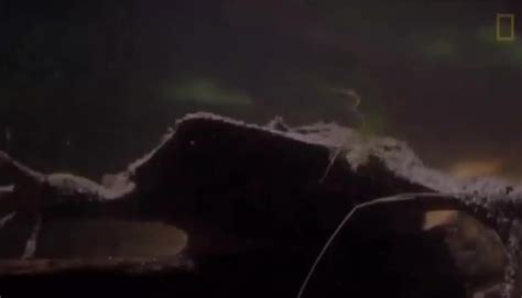 Suriname Toad Giving Birth Album On Imgur