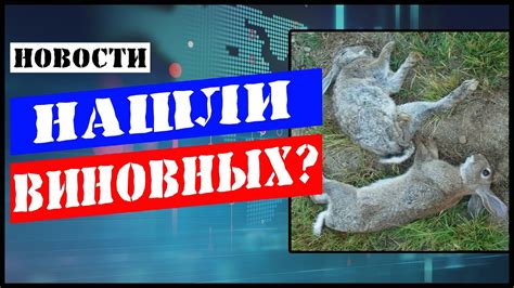 Зачем травить животных/Экоцид продолжается - YouTube