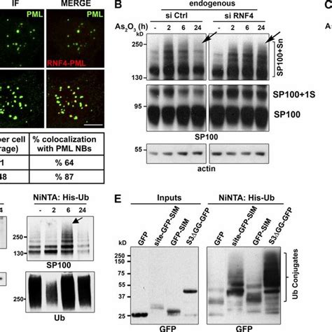 Pml Nb Nucleation Does Not Depend On Sumo Interactions With Sim A