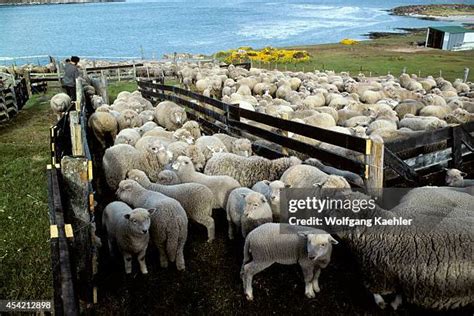 Sorting Sheep Photos And Premium High Res Pictures Getty Images