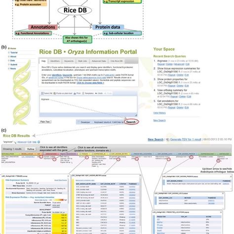 The User Friendly Interface Of Rice Db A The Major Data Types