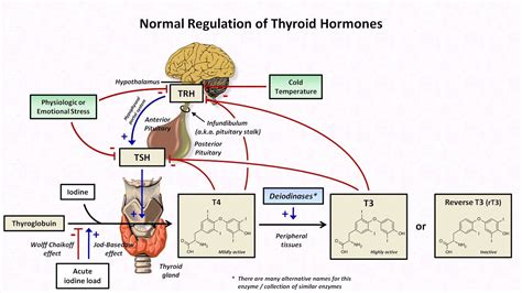 Thyroid Hormones And Thyroid Function Tests Youtube