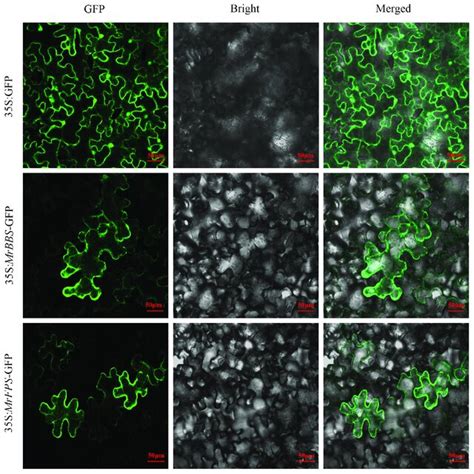 Subcellular Localization Of Mrfps And Mrbbs In Tobacco All Samples Download Scientific Diagram