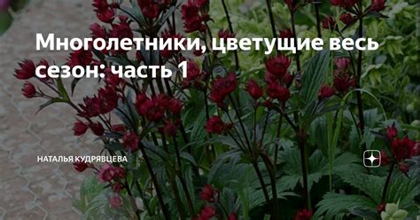 Многолетники цветущие весь сезон часть 1 Волшебный сад Дзен
