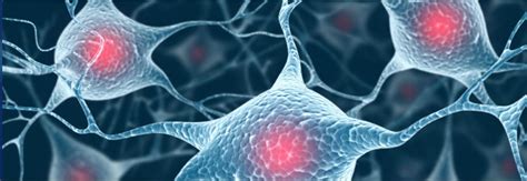 The Neuroscience Of Trust