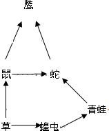 如图是某草原生态系统中的主要生物 请观察此图 回答问题 这个生态系统中的生产者是草草 这个生态系统中有 条食物链 写出这个生态系统中最长的一条食物链青夏教育精英家教网