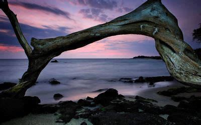 Tree Forming An Arch On The Beach Wallpaper Beach Wallpapers 54072