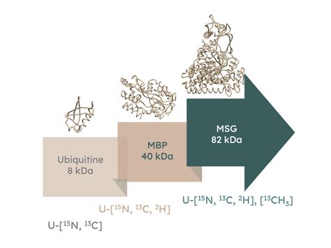 Nmr Of Large Proteins Advanced Methyl Labeling Techniques For Enhanced Structural Analysis