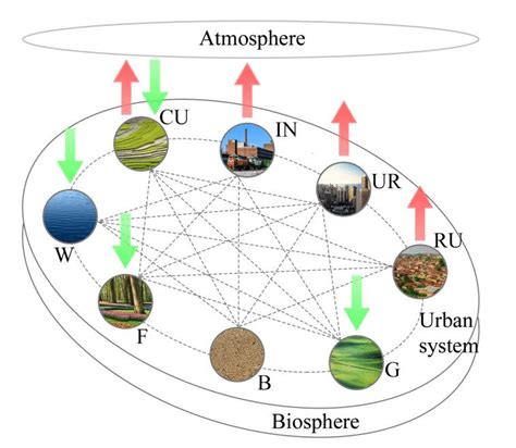 The Conceptual Diagram Of The Carbon Metabolic Network Model In Urban