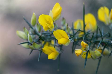 Die Schönsten Sorten Des Ginsters Unser Überblick