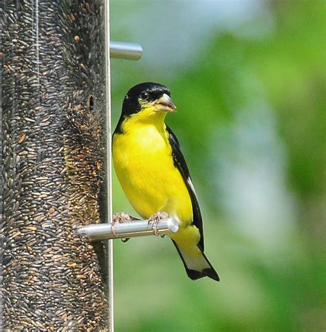 Lesser Goldfinch The Southwest Chronicle