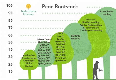 Pear Tree Rootstocks Mehrabyan Nursery Pear Tree Rootstocks Mehrabyan Nursery