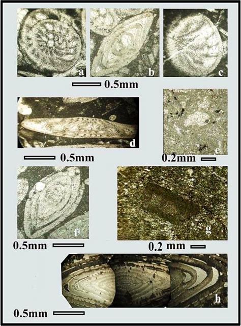 A Operculina Sp Sample No 2 B Nummulites Beaumonti Darchiac