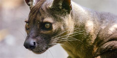 Ubuntu S Zsys Adds ZFS Snapshots To Package Management Updated Ars Technica