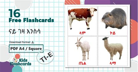 1300 Free Tigrigna Eritrea Flashcards Pdf Picture Vocabulary
