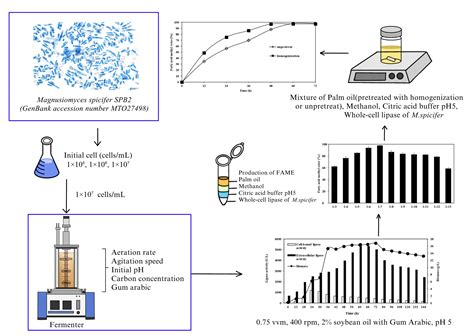 Catalysts Free Full Text Scale Up Lipase Production And Development Of Methanol Tolerant