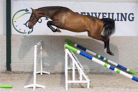 Paardenveilingonline Radetski Eb