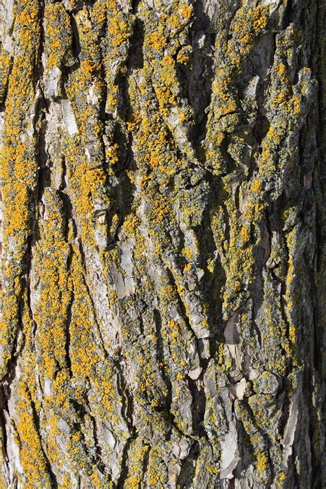 Tree Bark Moss Free Photo On Pixabay Pixabay Tree Bark Moss Free Photo On Pixabay Pixabay