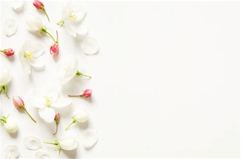 꽃 조성 물 패턴은 흰색 종이에 텍스트를 위한 공간과 흰색과 분홍색 꽃을 했다 Mockup 위에서 보기 이미지 8에 대한 스톡 사진 및 기타 이미지 Istock