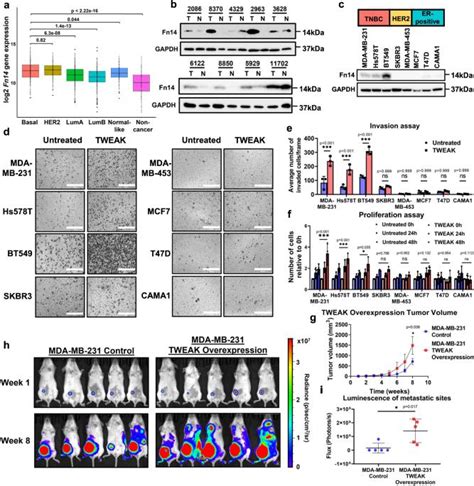 Tweakfn14 Signalling Driven Super Enhancer Reprogramming Promotes Pro Metastatic Metabolic