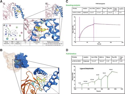 In Silico Molecular Modeling Of The Interaction Between Del In Complex