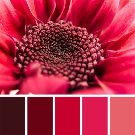 Light Maroon Color Palettes Maroon Color Palettes Rtvst