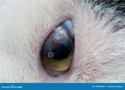 Corneal Ulcer Due To A Viral Infection Descemetocele Concept Of