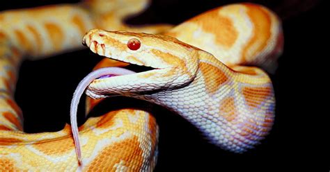 Burmese Python Adaptations Ehow Uk