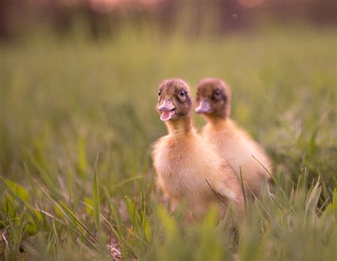 Welsh Harlequin Ducklings Sex By Bill Backyard Chickens Learn How To Raise Chickens
