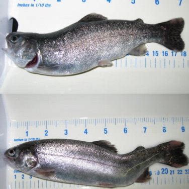 Examples Of Skeletal Deformities Observed In Rainbow Trout Cultured Download Scientific Diagram