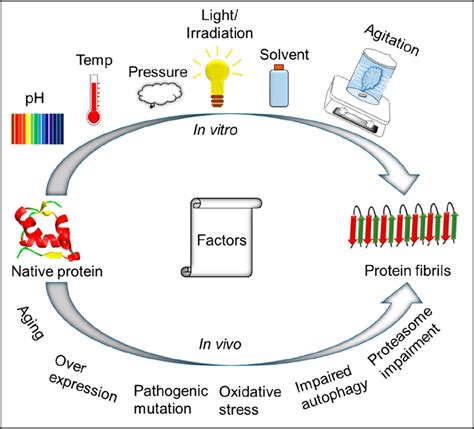 Major Factors Affecting The Protein Aggregation Pathway Download Scientific Diagram