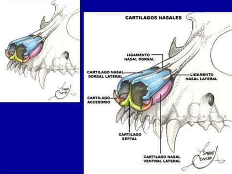 Anatomía Veterinaria