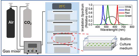 Schematic Diagram Of The Microalgae Biofilm Culture System Download Scientific Diagram