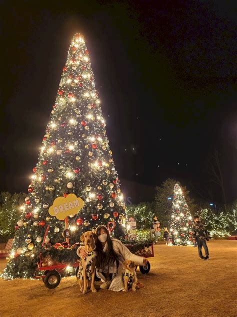 반려생활 애견동반 크리스마스 명소 추천 [시몬스테라스 시흥신세계아울렛 김포아울렛]