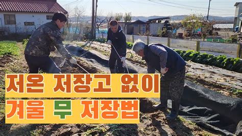 저온저장고 없이 겨울에 무를 저장하는 장인어른의 노하우 youtube