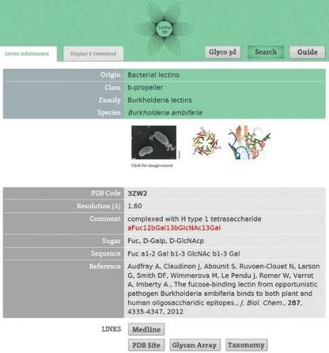 Examples Of Lectin Information Illustrated With The Structure Of Download Scientific Diagram