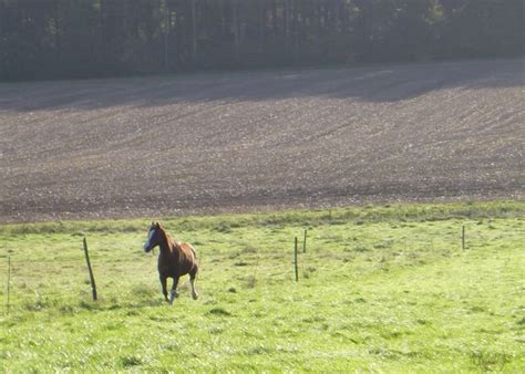Yaouh Equitation Monte En Amazone