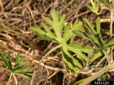 Cutleaf Geranium Geranium Dissectum L