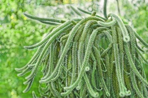 Disocactus Delights 16 Jaw Dropping Cacti You Need To See Succulent